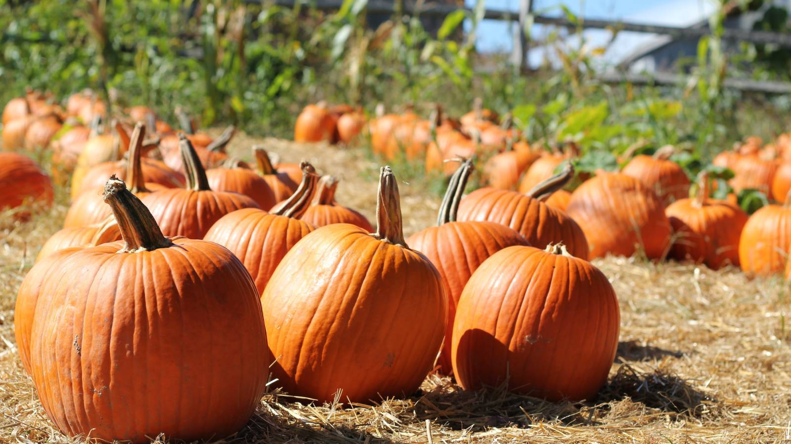 Fun Fall Events on Maui - Hawaii Real Estate Market & Trends | Hawaii Life