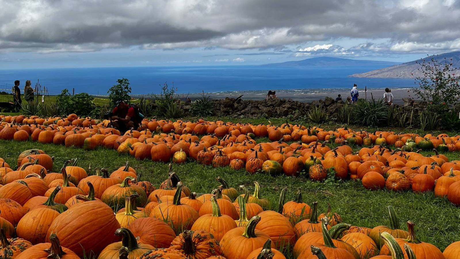 Pumpkin Patch in Paradise - Hawaii Real Estate Market & Trends | Hawaii Life