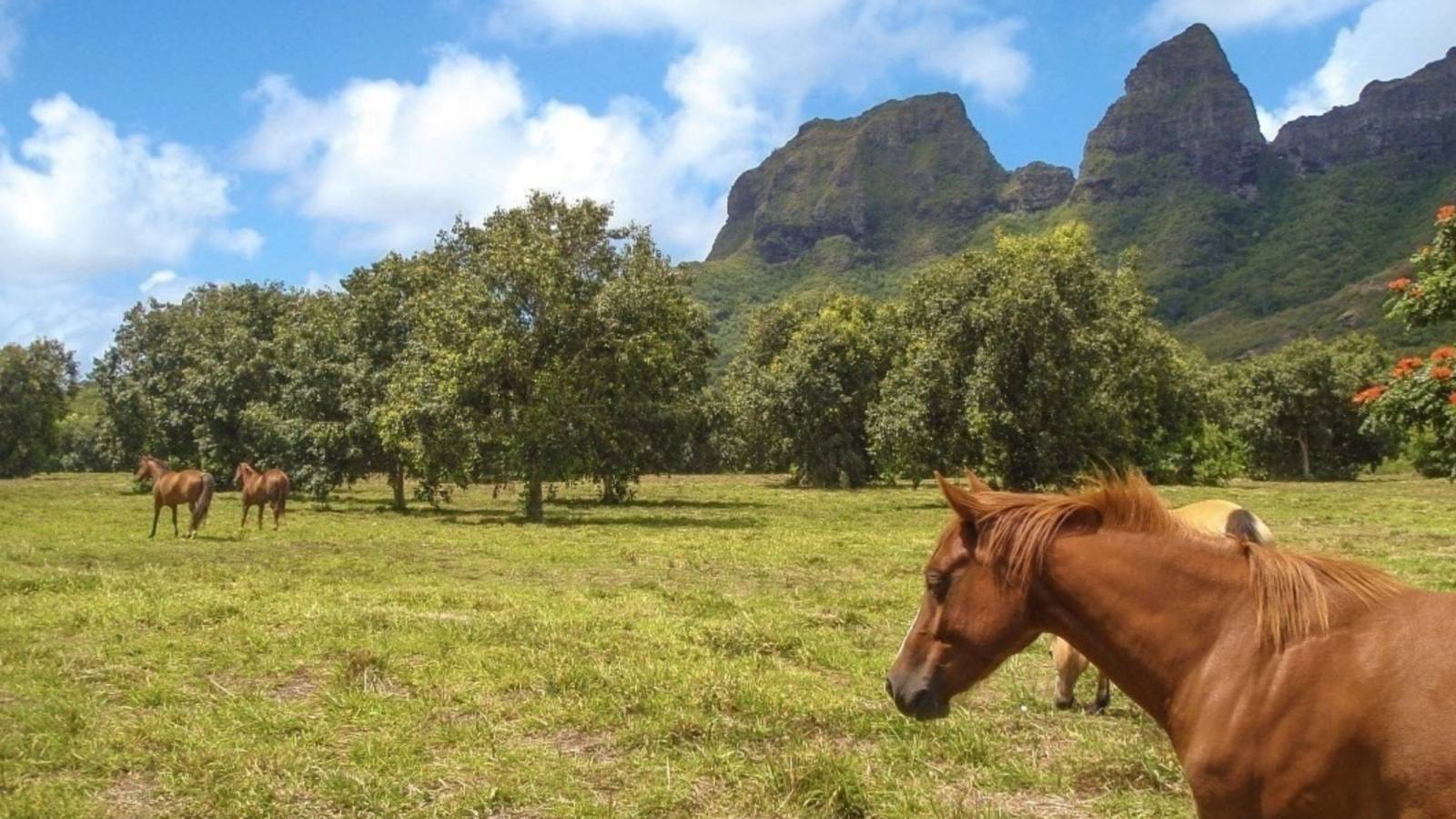 Roughly 44 Acres of Ocean View Ranchland - Hawaii Real Estate Market ...