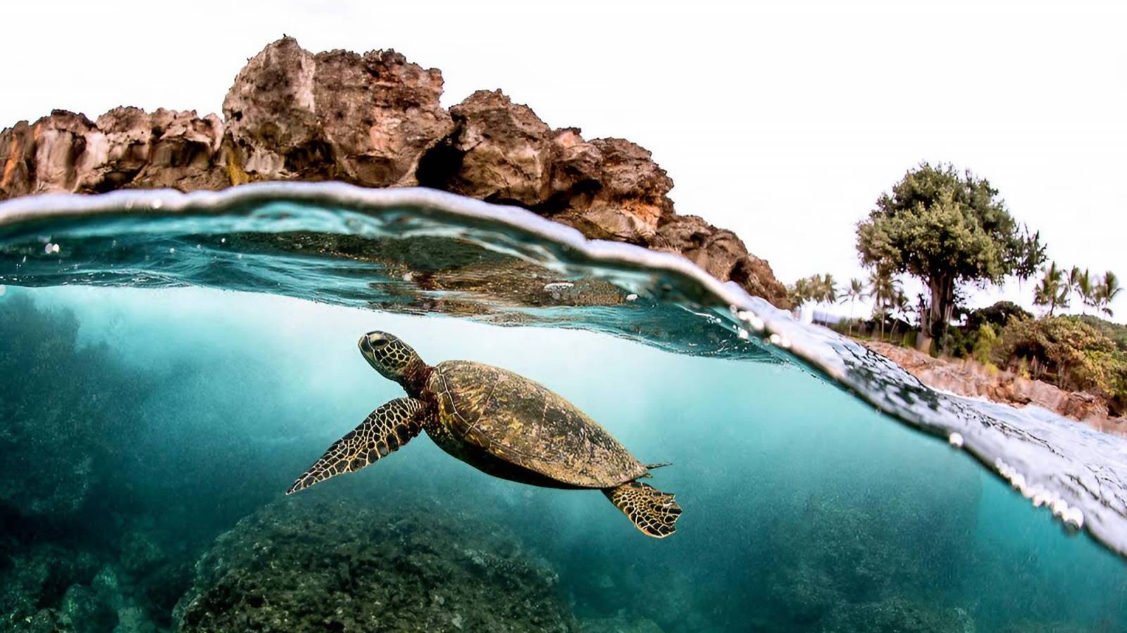 Building Sustainability Together: PonoPledge Unites Hawai'i Residents ...