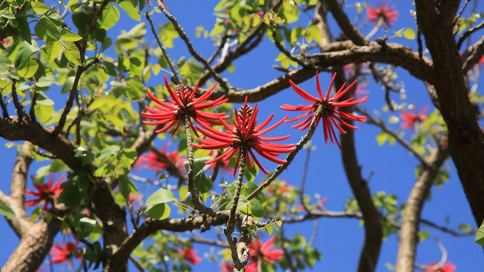 Blooming of the Wiliwili Tree - Hawaii Real Estate Market & Trends ...