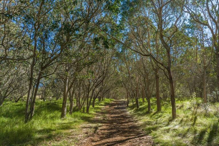 Rare Sandalwood and Koa Forest in South Kona - Hawaii Real Estate ...