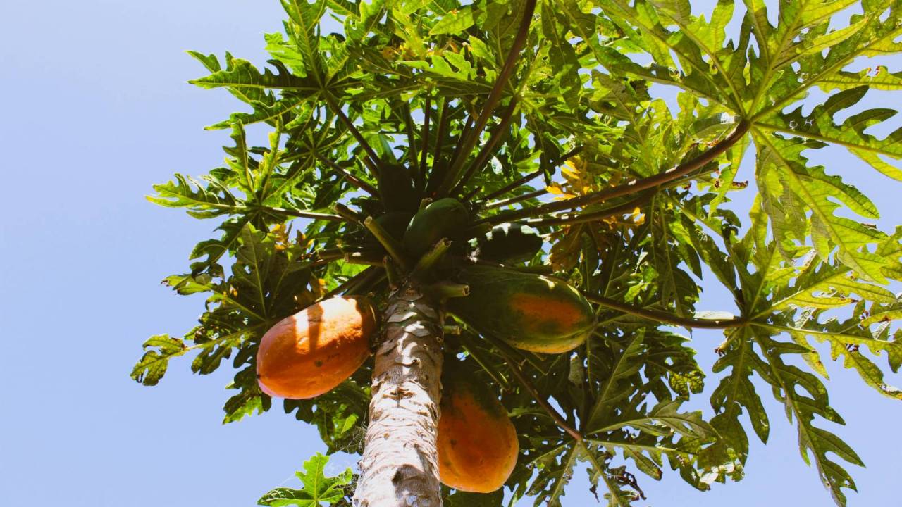 Exploring the Exotic Fruits of Hawaii - Hawaii Real Estate Market ...