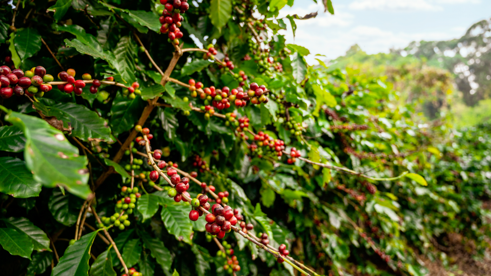 Kaanapali Coffee Farms: Information and Real Estate Insights - Hawaii ...