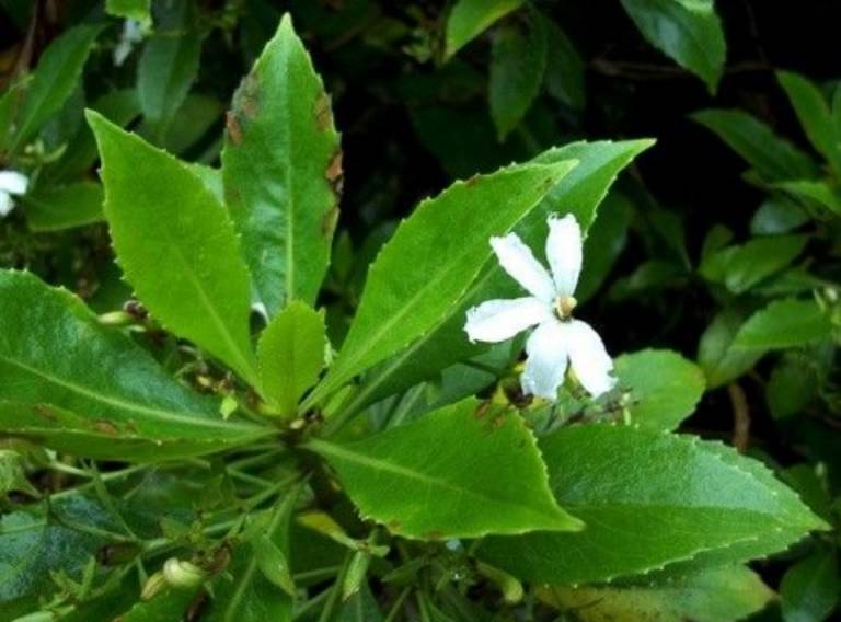 Naupaka Kahakai and Naupaka Hiwa - A Symbol of Love and Separation ...