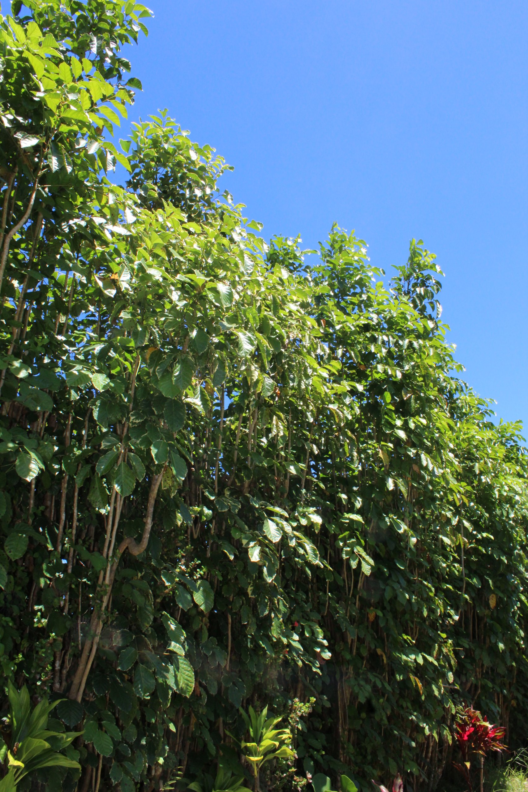 Fast-Growing Privacy Hedges in Kauai: Why Panax is a Top Pick - Hawaii ...