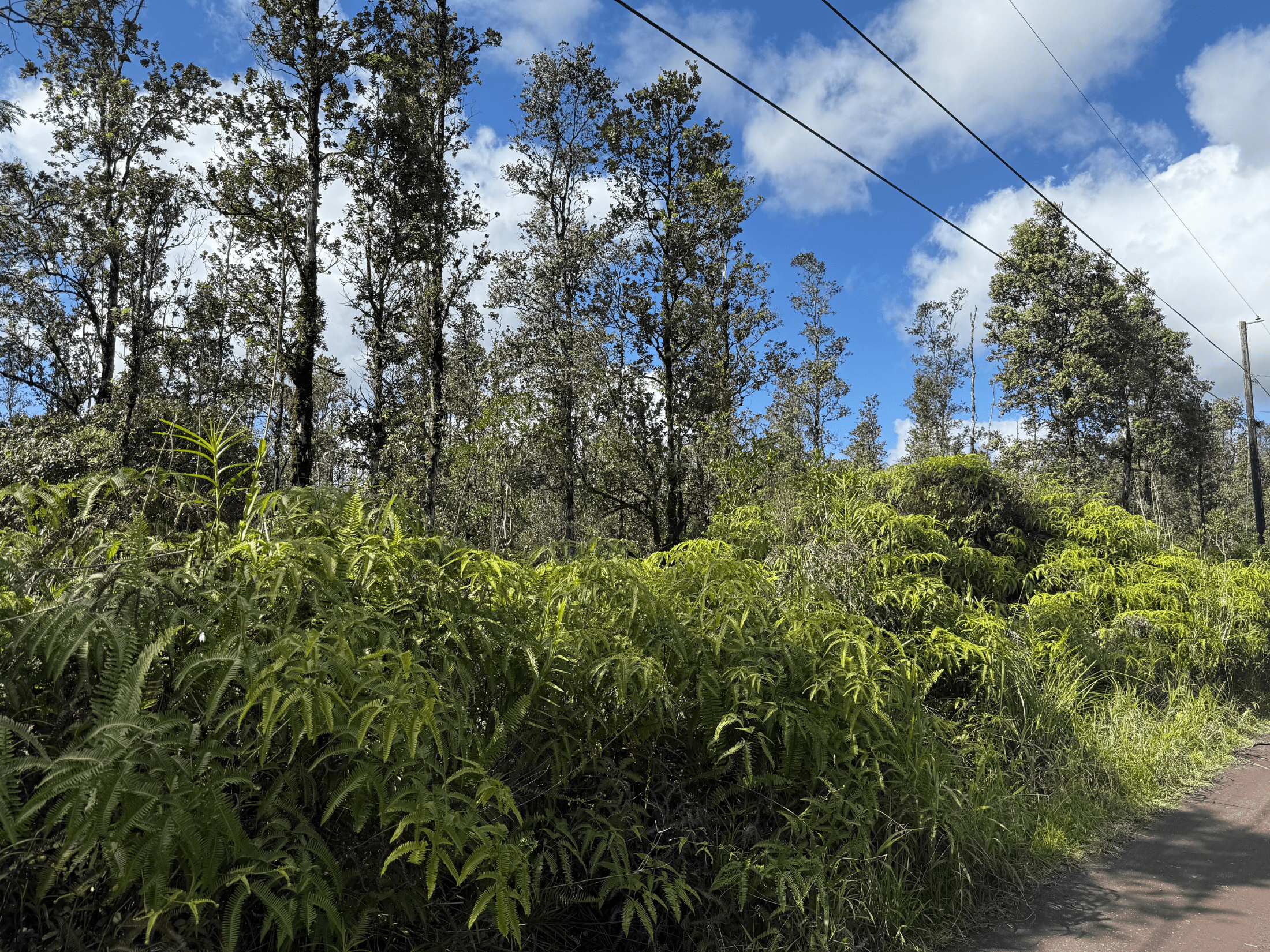 Secluded Hawaiian Acres Lot with Easy Power Access - Hawaii Real Estate ...